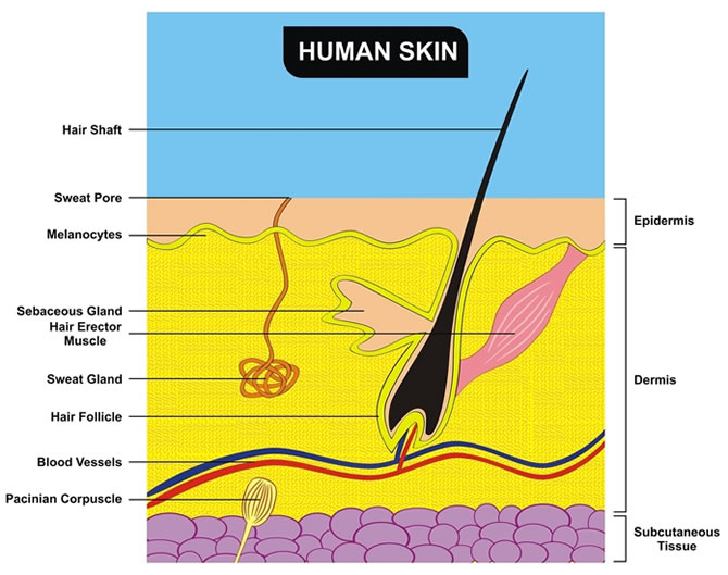 The Skin | New Skills Academy